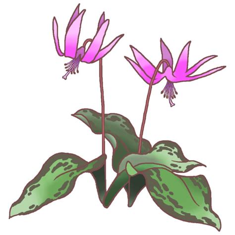 春の花3 カタクリ 片栗の花 カラー 花イラスト お花と季節のお礼状