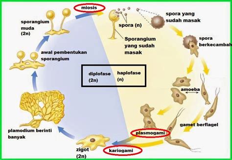 Protista Mirip Jamur Jamur Lendir ~ Munawi Inside