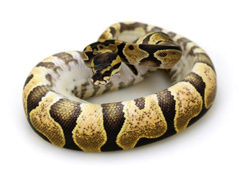 Calico Enchi Markus Jayne Ball Pythons