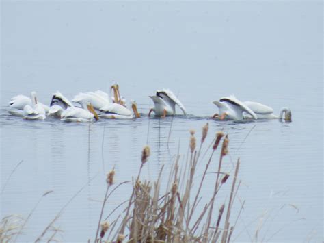 The White Pelican Xnxx Adult Forum