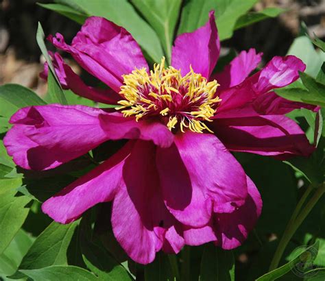 Пион Монинг Лилак (Paeonia Morning Lilac) купить в Москве по низкой ...