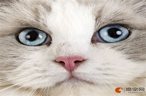猫能感觉到主人很爱它吗 养熟的表现有哪些唯宠网