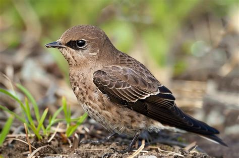 Photography Of Swift Bird Premium Ai Generated Image