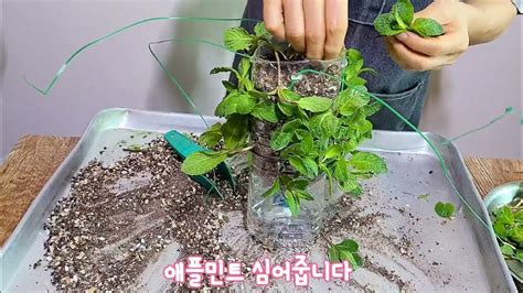 페트병으로 수경재배 애플민트 행잉플랜트로키우기 Youtube