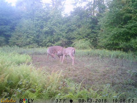 Dmap Unit 1996 Kinzua Quality Deer Cooperative Facebook