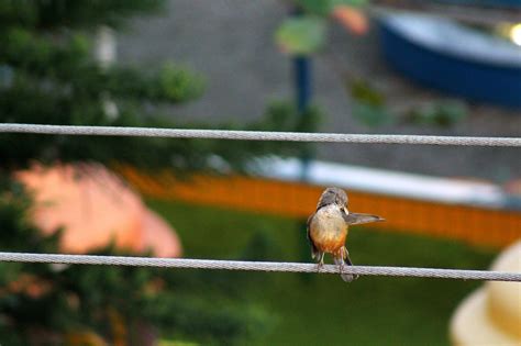 Bird Orange Thrush Free Photo On Pixabay Pixabay