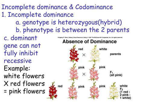 Ppt Incomplete Dominance Codominance Multiple And Sex Linked Traits