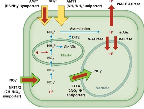 Relationship Between Ammonium And Nitrate Uptake And Cytosolic Ph Amt1