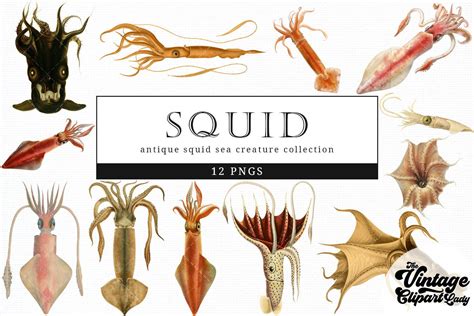 Squid Illustration