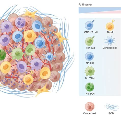 The Schematic Presentation Of The Tme Composition The Tumor
