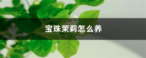 宝珠茉莉怎么养 花百科