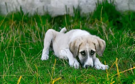 Cachorro Tosse E Engasgo O Que Pode Ser