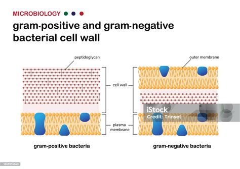 생물학 다이어그램은 그람 양성 박테리아와 그람 음성 박테리아 사이의 세포벽의 비교를 제시합니다 박테리아에 대한 스톡 벡터 아트 및 기타 이미지 Istock