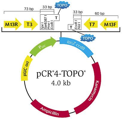 BioProduct Custom Services DNA Sequencing TOPO TA Cloning Kit For