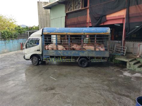 防範口蹄疫 新北加強稽查與消毒工作 社團法人中華民國保護動物協會