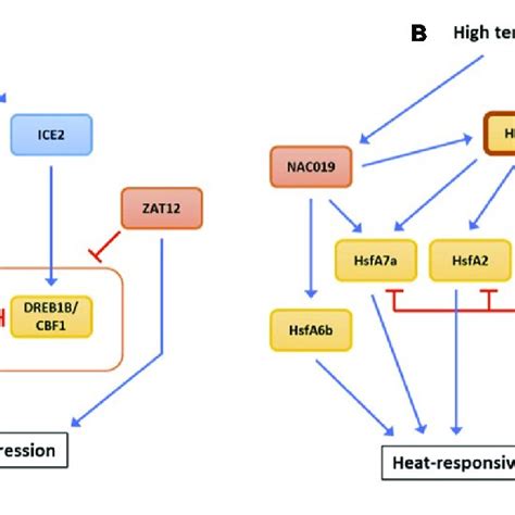 Transcriptional Regulation Of Key Transcription Factors Responsible