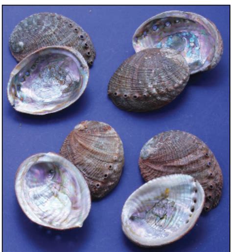 Small Abalone Shell Castle Brooks Spiritual Supply