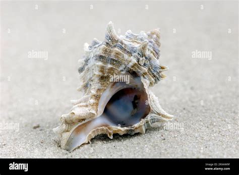 Snail Shell Of The Hexaplex Trunculus Murex Trunculus Snail Shells