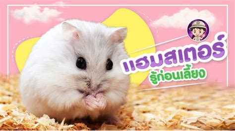 วิธีเลี้ยงหนูเเฮมสเตอร์ สำหรับมือใหม่ รู้ก่อนเลี้ยง🐹 วินเทอร์ไวท์ ไจ