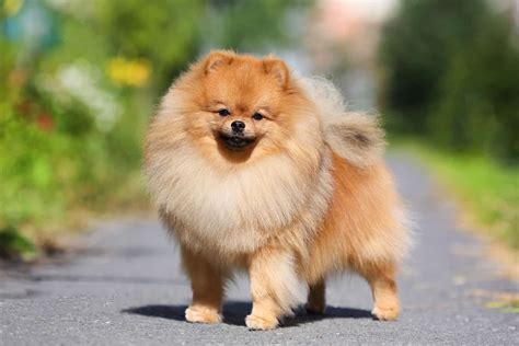 Pomeranian Growth Chart How Big Can Pomeranians Get