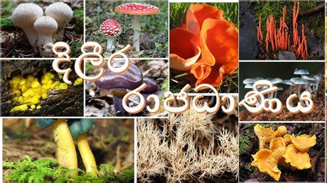 Phylum Anthophyta