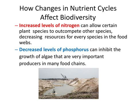 Ppt Nutrient Cycles Powerpoint Presentation Free Download Id 4106350
