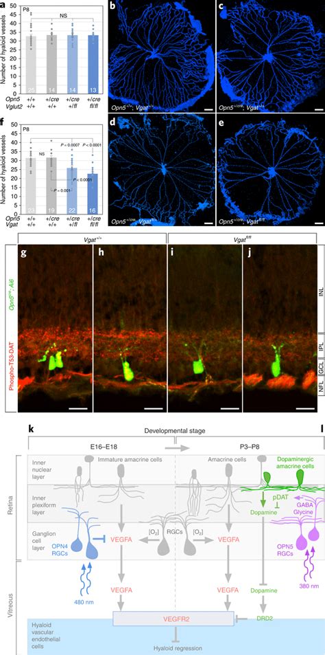 OPN5 RGCs Use Vgat In A Hyaloid Regression Pathway A Model For