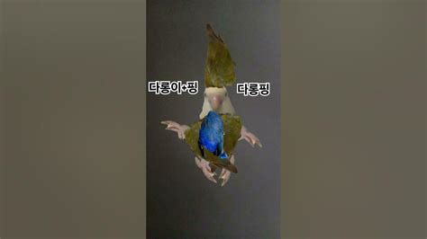 다롱핑 ㅋㅋㅋㅋㅋ병맛 Youtube