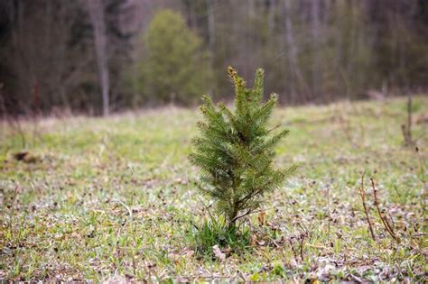Premium Photo Small Coniferous Shrub In The Middle Of The Field