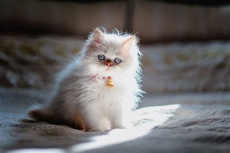 Картинки Котиков На Рабочий Стол 70 фото