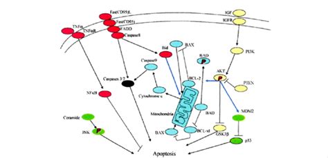 There Are The Extrinsic Receptor Mediated Red And Intrinsic