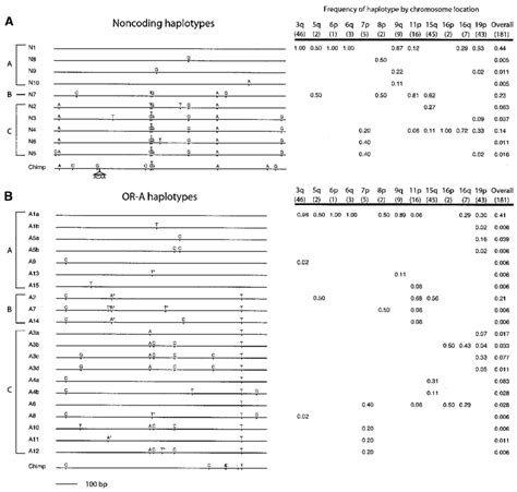 Sequence Haplotypes Of The 11 Kb Non Coding Segment And The 1 Kb Or A