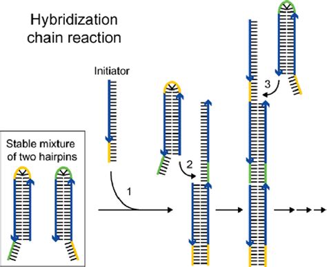 MRNA Detection Using Constrained DNA Hybridization Chain Reaction On