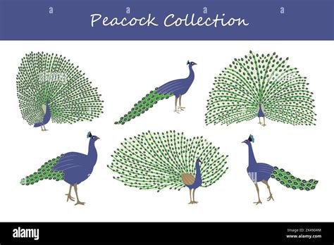 Peacock Vector Set Collection Of Peacock Vector Illustration Stock