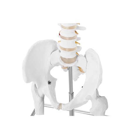 Wirbelsäule Modell Mit Becken Expondode