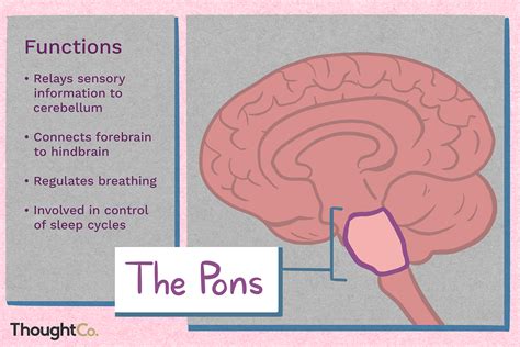 Location And Function Of The Pons In The Human Brain