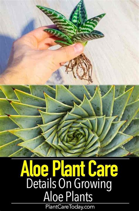 Aloe Plant Care Information On Growing Aloe Plants