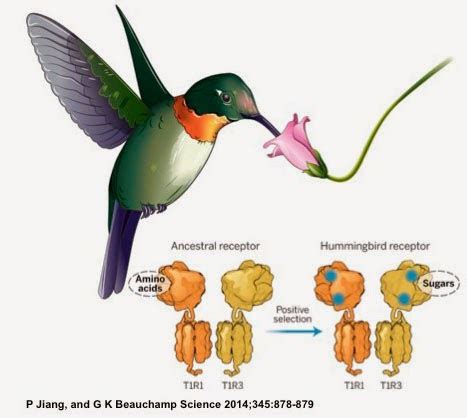 How Birds Think Why Hummingbirds Taste Sweets But Chickens Cant
