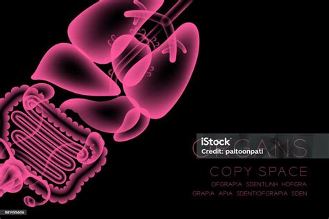 Female Organs Xray Set Normal Concept Idea Illustration Isolated Glow