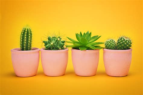 창조적인 레이아웃 선인장 세라믹 냄비 패션 디자인에에서 설정합니다 선인장 최소한의 여름 정 개념입니다 그린 파스텔 오렌지 배경