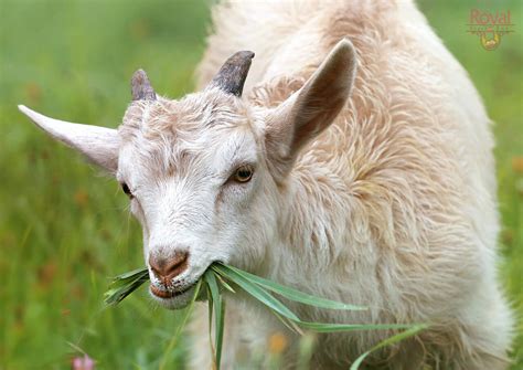 Jual Kambing Kurban Royal Snack Box
