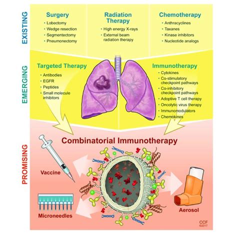 A Schematic Showing Anatomy Of The Lung B Alveolar Changes In
