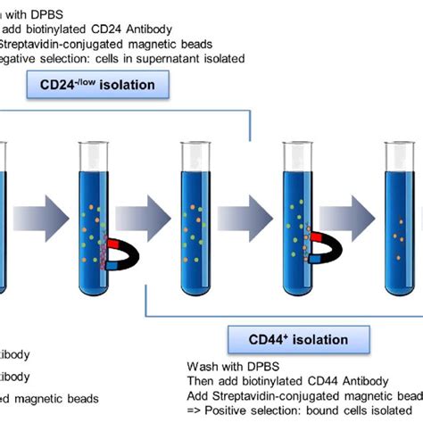 scheme 3 isolation of bcscs formed from mammospheres by magnetic