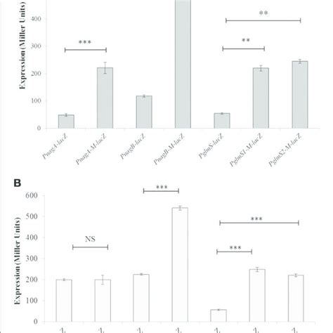 Expression Levels In Miller Units Of Pnaga Lacz Pnagb Lacz