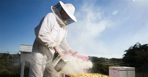 Honey Bee Varroa Mite Eradication Still Technically Feasible Farm Online ACT