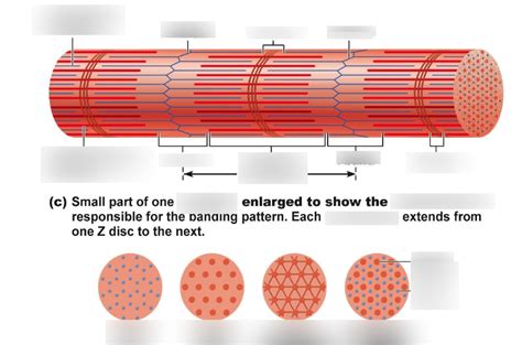 Myofibril Structure Diagram Quizlet
