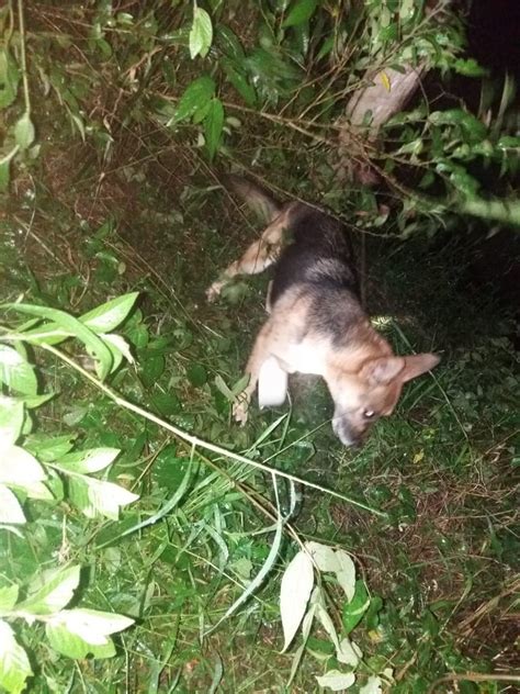 Cachorro é resgatado após ser amarrado e abandonado dentro de mata em