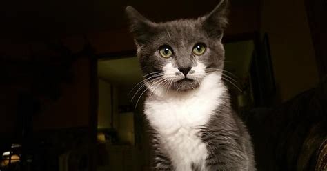 Cat Mustache Imgur