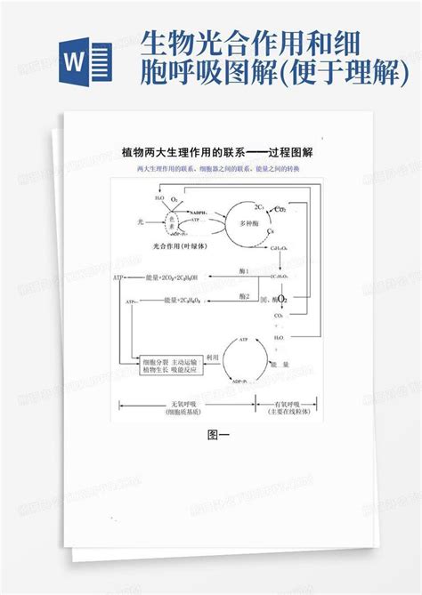 生物光合作用和细胞呼吸图解 便于理解 Word模板下载 编号lywapwwa 熊猫办公
