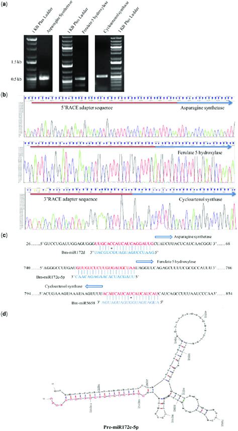 Identification Of Bm Mirna Target Cleavage Site Using Modified